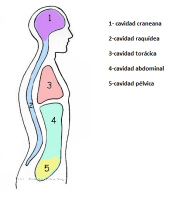 PLANOS CORPORALES- CAVIDADES Y REGIONES CORPORALES :: biologia2